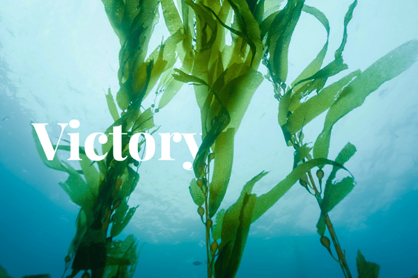 Giant tropical kelp forest discovered in the Galapagos Islands